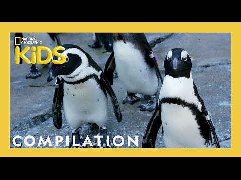 Zookeepers Challenges with Sam | Penguins, Giraffes and MORE! | 25 Minute Compilation | ‪@natgeokids‬