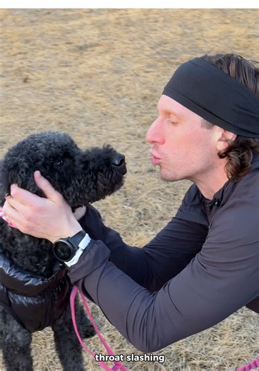 Meet Shadow: The Rescued Dog with Dire Wolf DNA