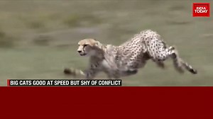 Big cats good at speed but shy of conflict. Watch this report on the challenges in #Cheetah relocation project. Pooja Shali | #ITVideo | India Today