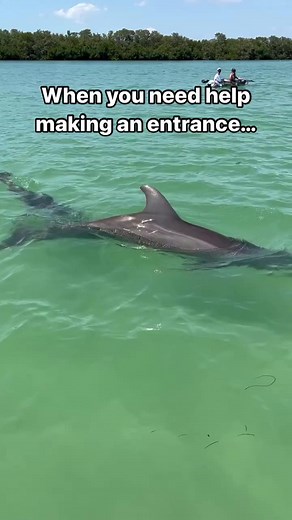 Paddle with us in a clear kayak for some dolphin adventures in Tampa Bay! 🛶🐬 | Get Up And Go Kayaking