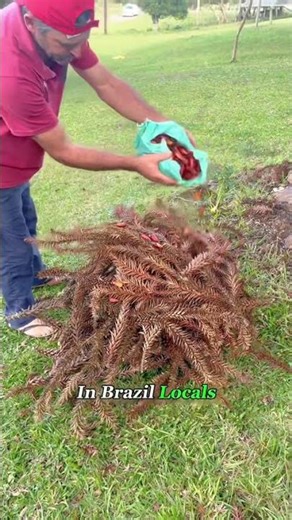 This Pine Cone EXPLODES Like Fireworks!#giantpinecone #food #pinecone #oddlysatisfying #knowledge