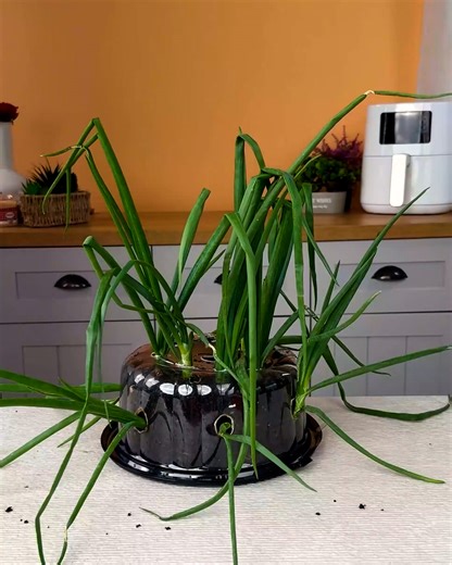 Grow Green Onions Indoors 🌱 | Magic Hands Creations