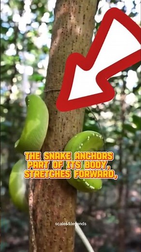 "How Snakes Climb Trees 🐍🌳 #SnakeFacts #Wildlife"