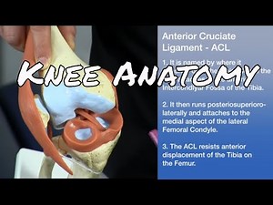 Knee Anatomy - Knee Architecture and Ligaments