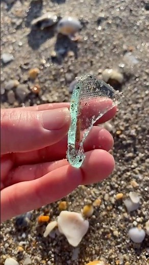 Found Seaglass, Wampum, & Rare Shells While Shelling Florida’s Beaches Today! 🐚🌊💎