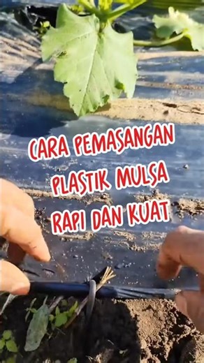 How to tidy up the installation of plastic mulch