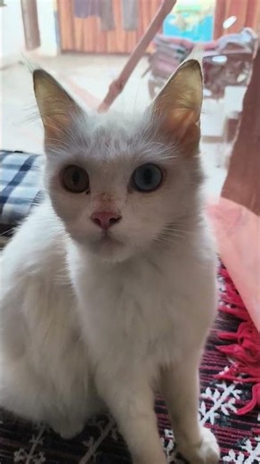 cat voice of parshon 🐱