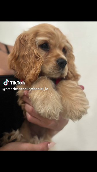 Adopt Lady: Last Cocker Spaniel Puppy Available