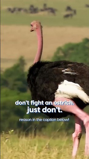 Ostrich vs Predator: One Kick Can Kill! 🦶🦁