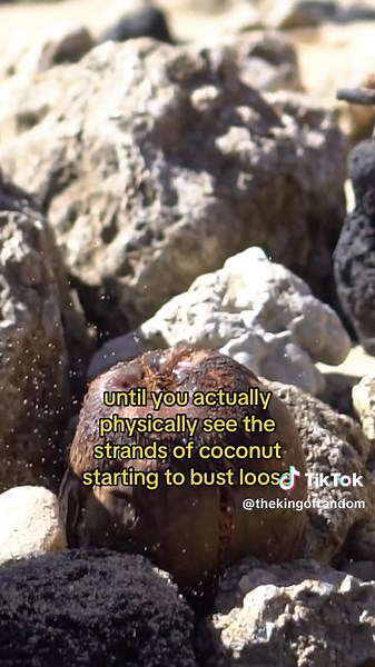 How to open a Coconut with nothing but a ROCK!? #coconut #coconuts #hacks #lifehacks