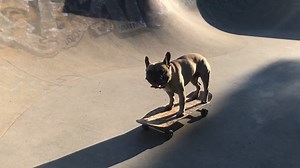 Drip Keeps Going #Greedo #RonRon #alamo #erocstar @alamorecords