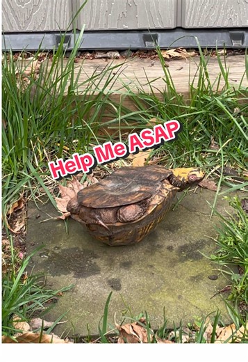 Ayuda a una tortuga volteada: ¡es urgente!