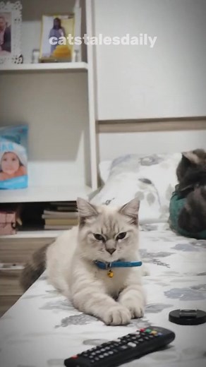 10 Interesting Cat Facts Cat Owners Do Not Know #cats #catsoftiktok #catlover #cat | FunFacts