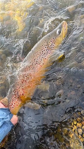 I love it when the #monsters 🐊😮 come out for #halloween 🎃🫶🏻 #landonmayerflyfishing #wildbrowntrout | Landon Mayer Fly Fishing