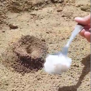 8.5M views · 34K reactions | ¡Le eché sal al hormiguero y no sabía que esto iba a pasar! | Consejos Para La Casa | Facebook