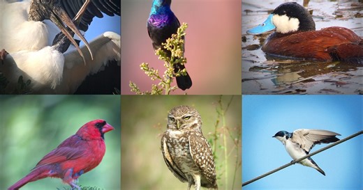 How to Hack Your Smartphone to Take Good Photographs of Birds