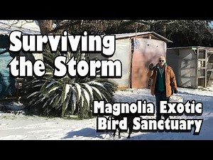 Surviving the Texas Snow Storm and Power Failures: Protecting Magnolia's Parrots in Outdoor Aviaries