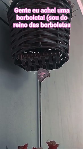 que lindaaa #fadas #faxa #fairy #plantas #fadinhas #fairies #christmas