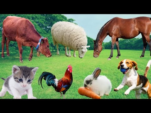 Farm Animal Foraging: Sheep, Cow, Horse, Buffalo, Duck, Chicken, Rabbit-A Natural Diet