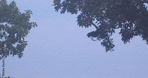 Swaying wildly, a black spider monkey hurls itself in a bold leap across the Amazon canopy in Peru.