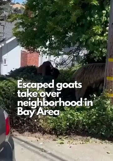 249 reactions · 45 comments | Police officers in the San Francisco Bay Area with the Pinole PD found dozens of #goats grazing on nearby lawns and trees after escaping their enclosure. Residents were stunned, but amused. Local PD waited for the goat herder to arrive. @johnandkenshow @kfiam640 and our podcast on @iheartradio. | John Kobylt Show | Facebook