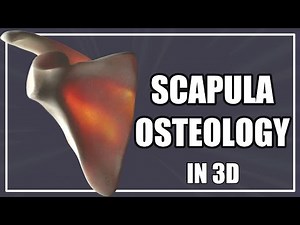 Scapula Anatomy in 3d~ Anatomy by Doctor Jana