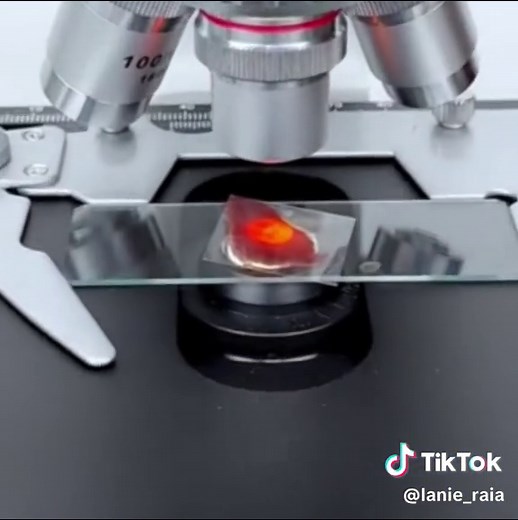 Exploring Pork Liver Under the Microscope