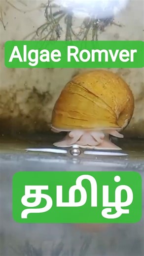 fish tank algae control tamil |how to form algae in fish tank in tamil |Algae Eaters - Tamil!