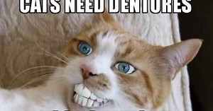 Would you ever try making your own dentures (false teeth)?