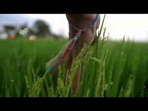 Hand, field, grass free stock video Free for use & download