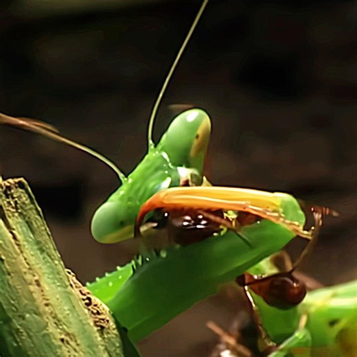 Well That Happened 💀- #funny #voiceacting #comedy #meme #shorts