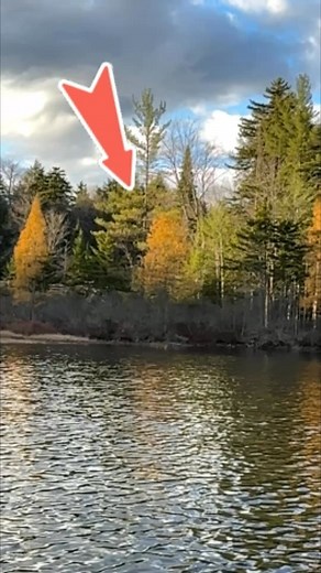 #Adirondacks #offgridlife #offgridliving #offgrid #upstateny #adk #fall #tamarack (typo on the screen) | Neal Estano's Adirondack Off-Grid Adventures