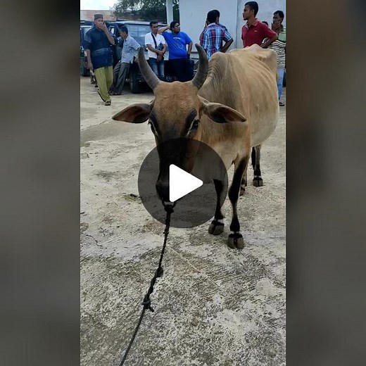 Sapi lucu joget #sapi #cow #sapilucu #sapijinak #sapijumbo #cowfunny #sapiindonesia