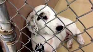 Fort Bend County tackles problem of too many animals