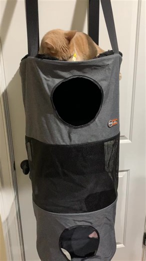  Multi-level climbing + breathable mesh windows = the perfect vertical playground your cat can enjoy right on any door.  | Petly | Facebook