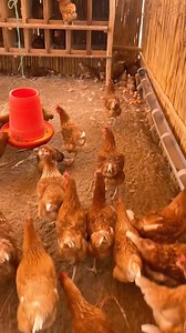 2.8M views · 10K reactions | L'élevage des pondeuses c'est 2ans tu as la possibilité d'avoir jusqu'à 900 oeufs par jours avec 1000 poulets seulement faites les calculs vous même !!! Pour plus d'informations contactez-nous : +237 678189719 | Élevages Leaders | Facebook