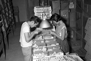 Lo que le debe el género a la gramática | CCCB LAB