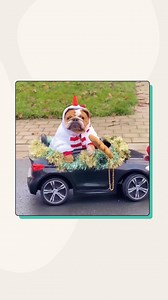 29 reactions | Santa Paws' helper coming in hot 藍 So cute @kingmajesty_and_princessrose | Fetch Pet Insurance | Facebook