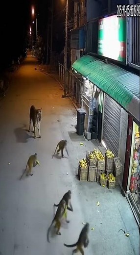 "Monkey gang vs tiger 😂🔥🍌