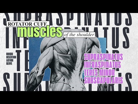ROTATOR CUFF muscles | Supraspinatus, Infraspinatus, Teres Minor, Subscapularis | RAIN SOUNDS OIAN