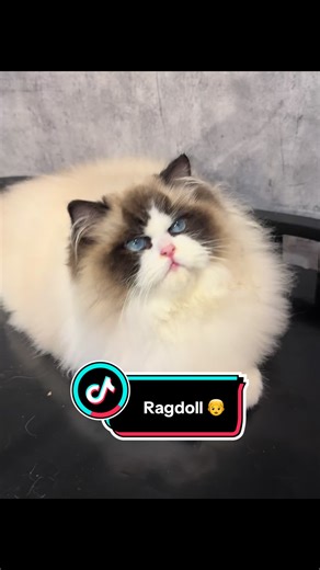 Discover the Adorable Ragdoll Cats and Their Traits