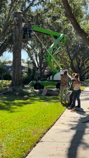 Oak tree removal | TNT Tree Service LLC