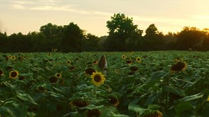 Get lost until dawn... the perfect sunflower field clips from @brandonhabuda. Check out this Exclusive shoot for Dissolve Filmmaker™ | Dissolve | Facebook