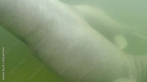 Detail of reproductive organ (genital) of a river dolphin while it swims in the river, another one passes by