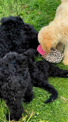 As you can see Sooty and Dug’s Puppies are an absolute delight! #australianlabradoodlepuppy #australianlabradoodlebreeder #burnbraeaustralianlabradoodles #alauk #australianlabradoodle #australianlabradoodlelove #burnbraedoodle #australianlabradoodlesofinstagram #australianlabradoodles #australianlabradoodlepuppies | Burnbrae Australian Labradoodles