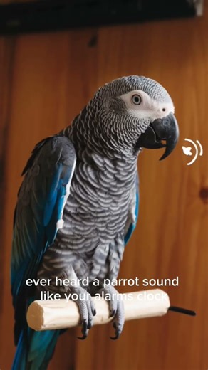 Amazing mimicking and copy sounds🦜 #parrottalking#parrots#parrotlife