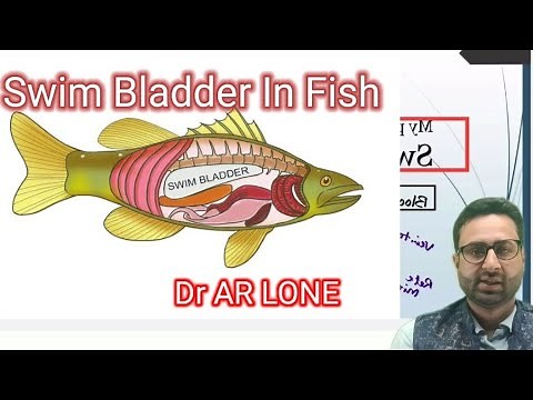 swim bladder in fish