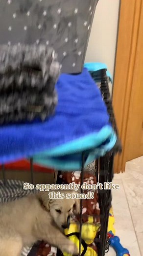 Haha! So cute! The head tilts! #dog #puppy #cockapoo #scared #happydog #dogsof2021 #cute #teddy