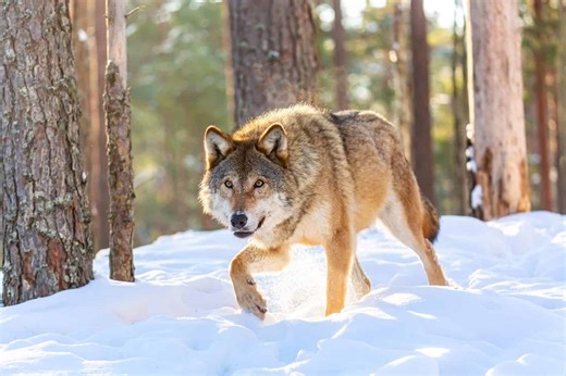 Wolves Can Swim for Miles Thanks to This Unique Feature