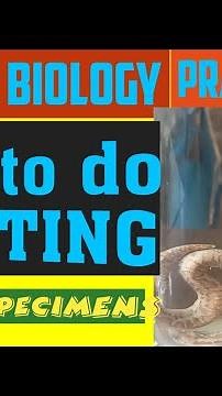 Class 11 biology practical | Animal Specimen | How to do SPOTTING